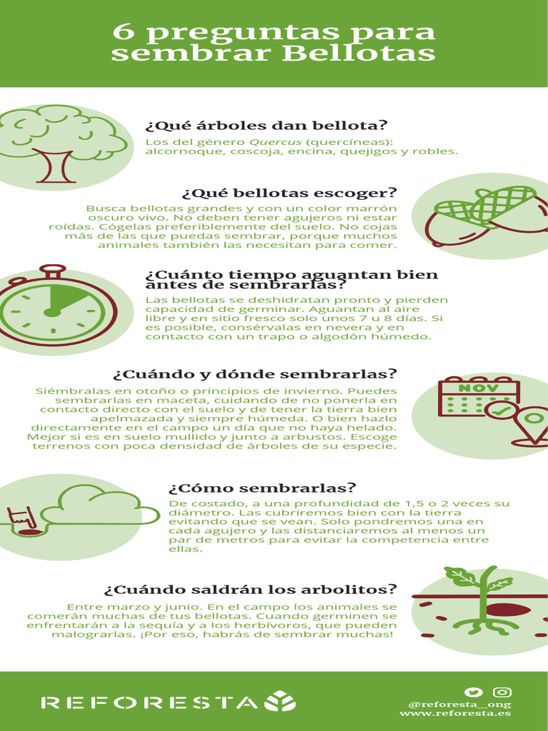 Cómo sembrar bellotas correctamente | PDF | Hogar, jardinería y ...