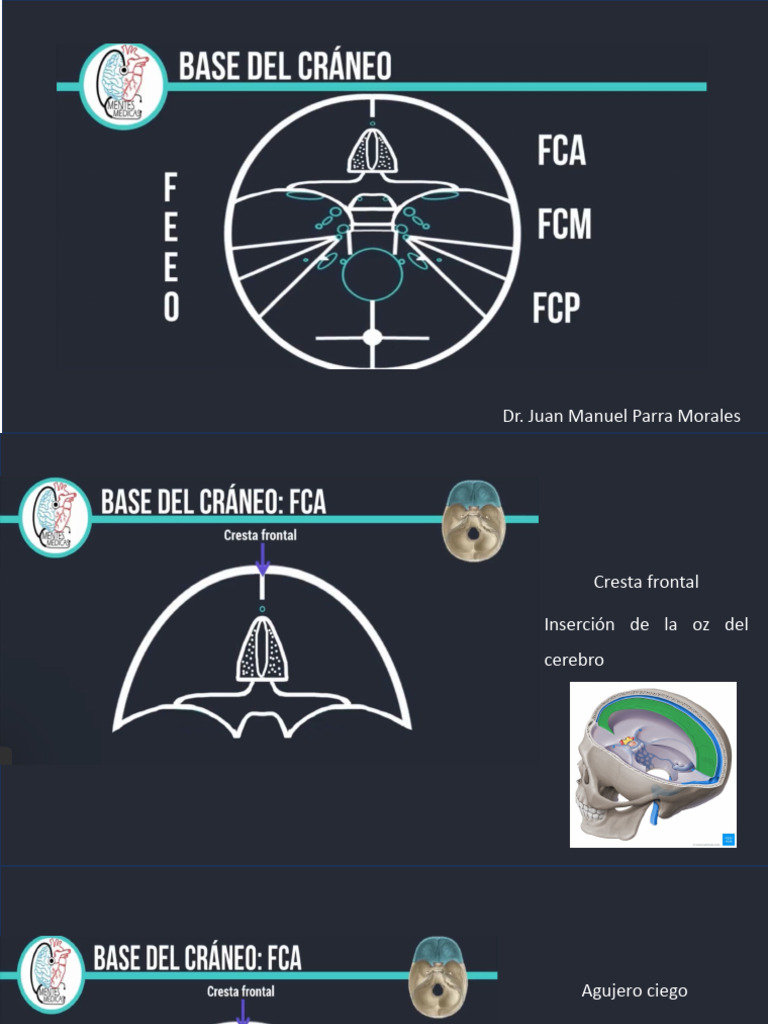 Base Del Craneo | PDF