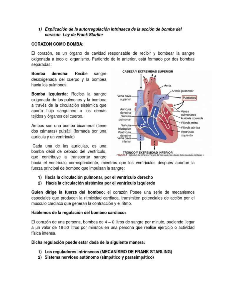 CORAZON COMO BOMBA Guia Completa | PDF | Corazón | Ventrículo (corazón)