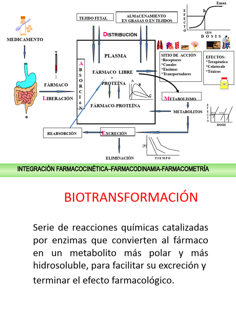 Bio Transformaci On | PDF | Citocromo P450 | Biotransformación