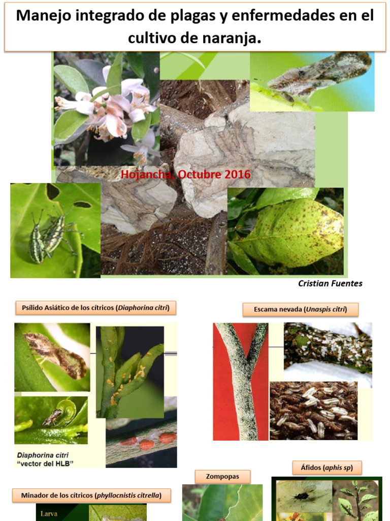 Manejo Integrado de Plagas y Enfermedades en El Cultivo de Naranja. | PDF
