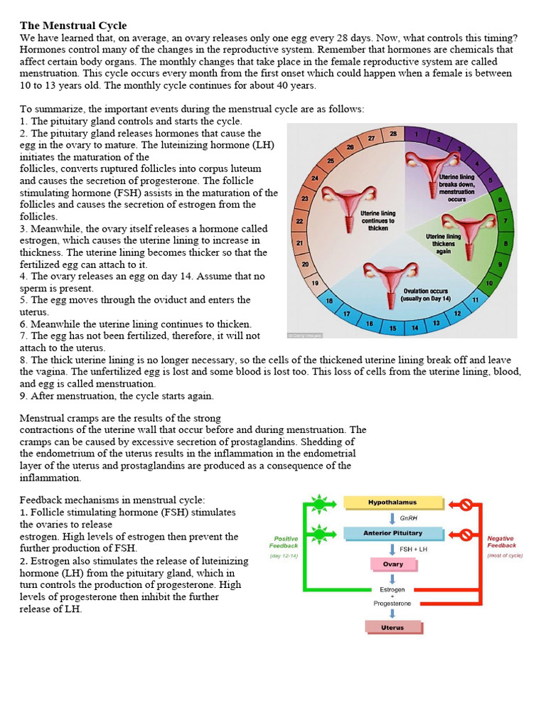 Activity On The Menstrual Cycle | Download Free PDF | Menstrual Cycle ...