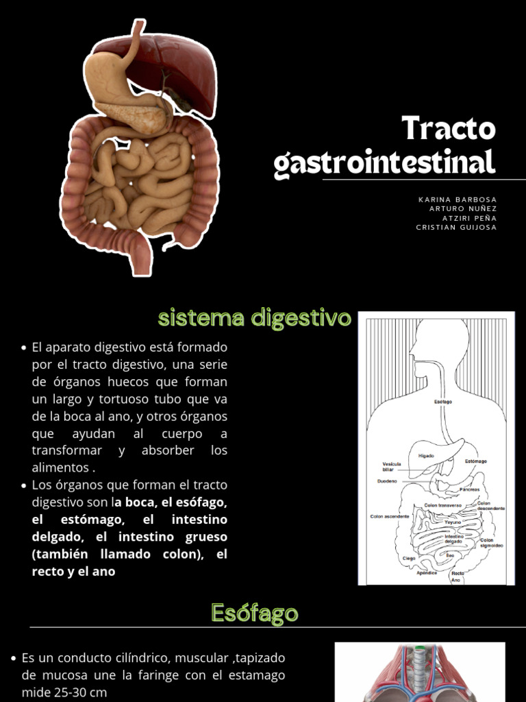 Tracto Gastrointestinal | PDF | Estómago | Intestino grueso