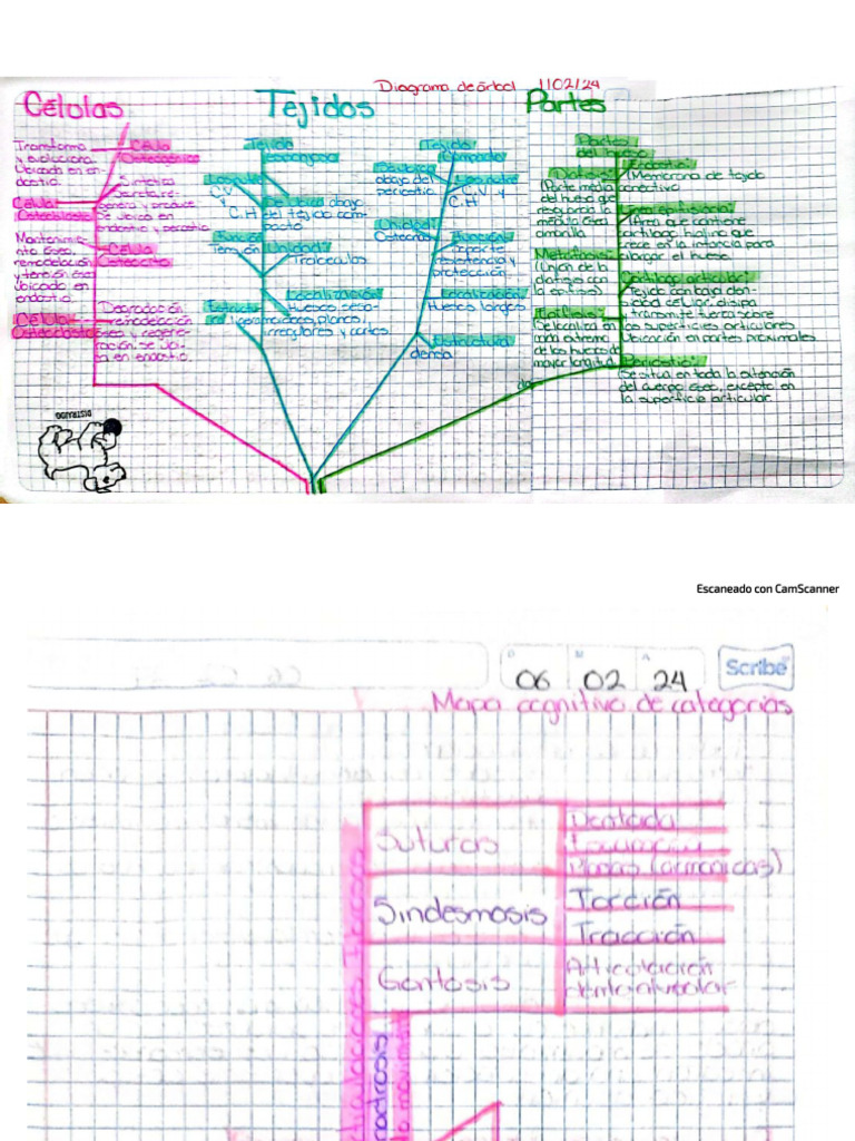 Anatomía Sem. 4 | PDF