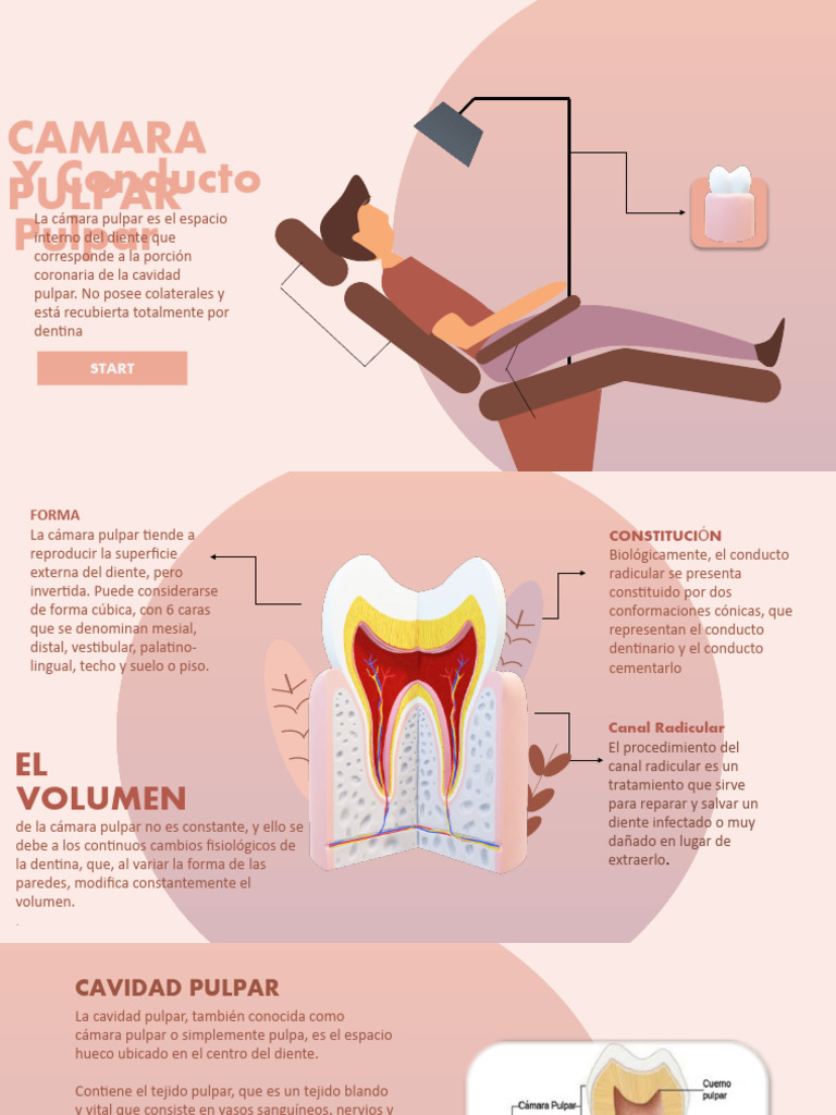 Camara Pulpar y Conducto Radicular | PDF | Anatomía | Boca
