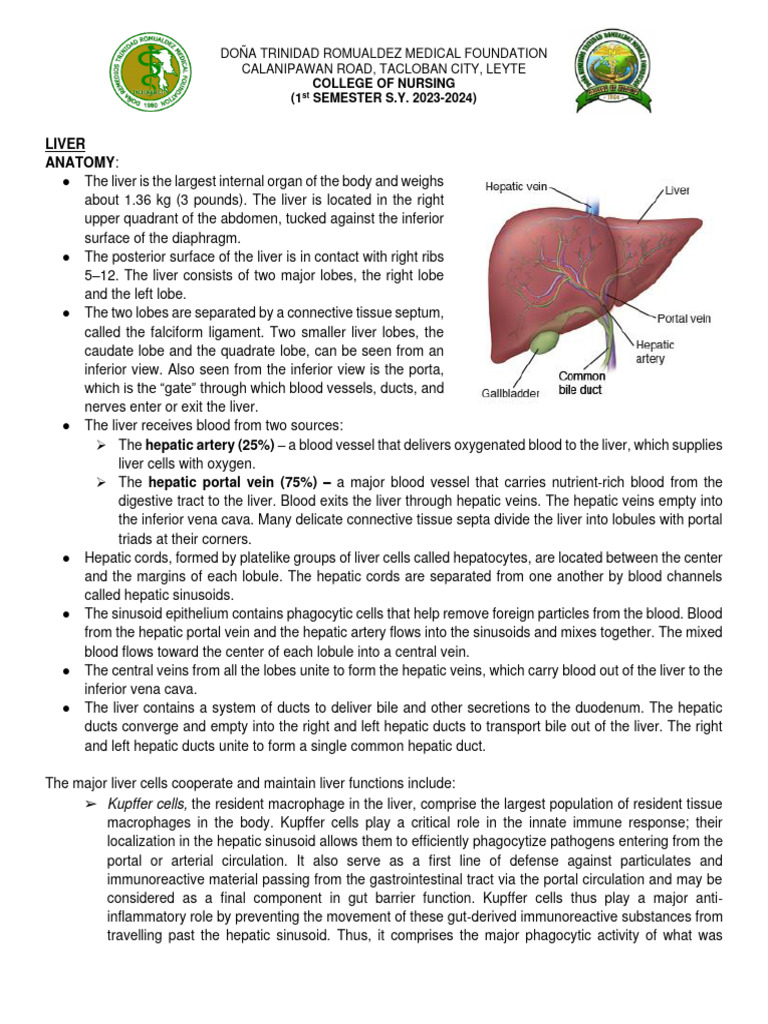 Anatomy and Physiology Final | PDF | Liver | Lung