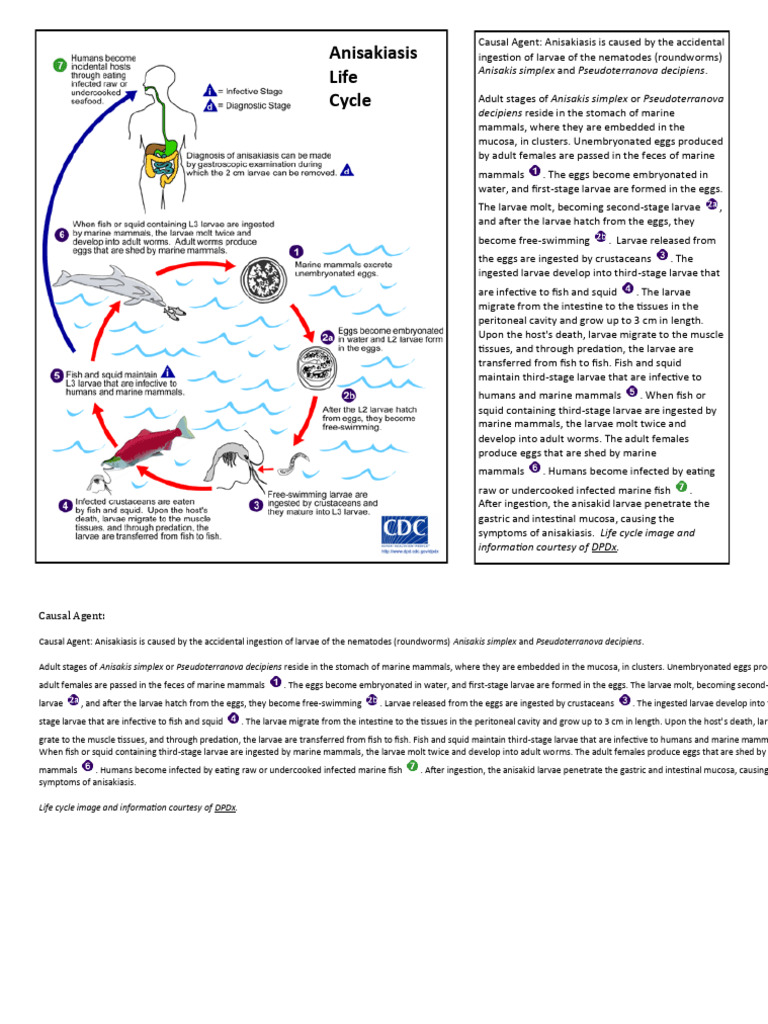 Anisakiasis Life Cycle | PDF | Parasitology | Medical Specialties