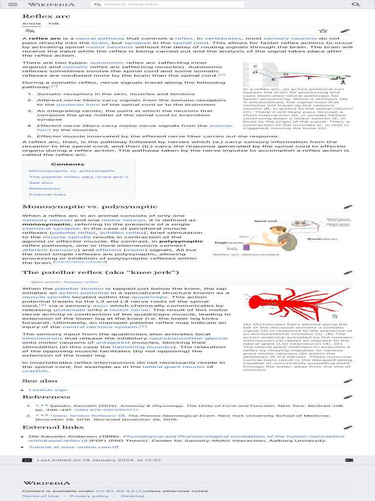 Understanding Reflex Arcs in Neuroscience | PDF | Motor Neuron | Anatomy