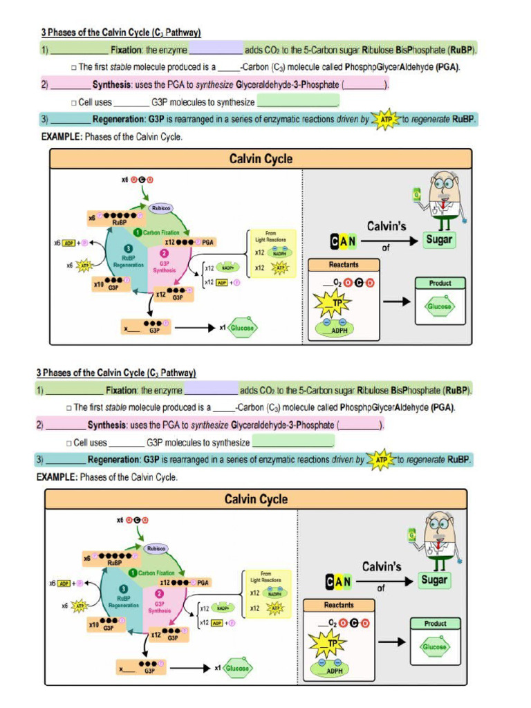Calvin Cycle | PDF