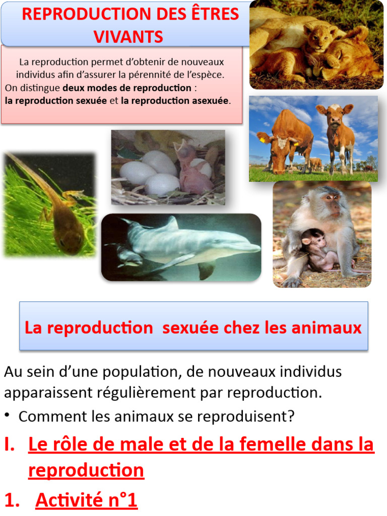 Cours La Reproduction Chez Les Animaux 2019-1 | PDF | Fécondation ...