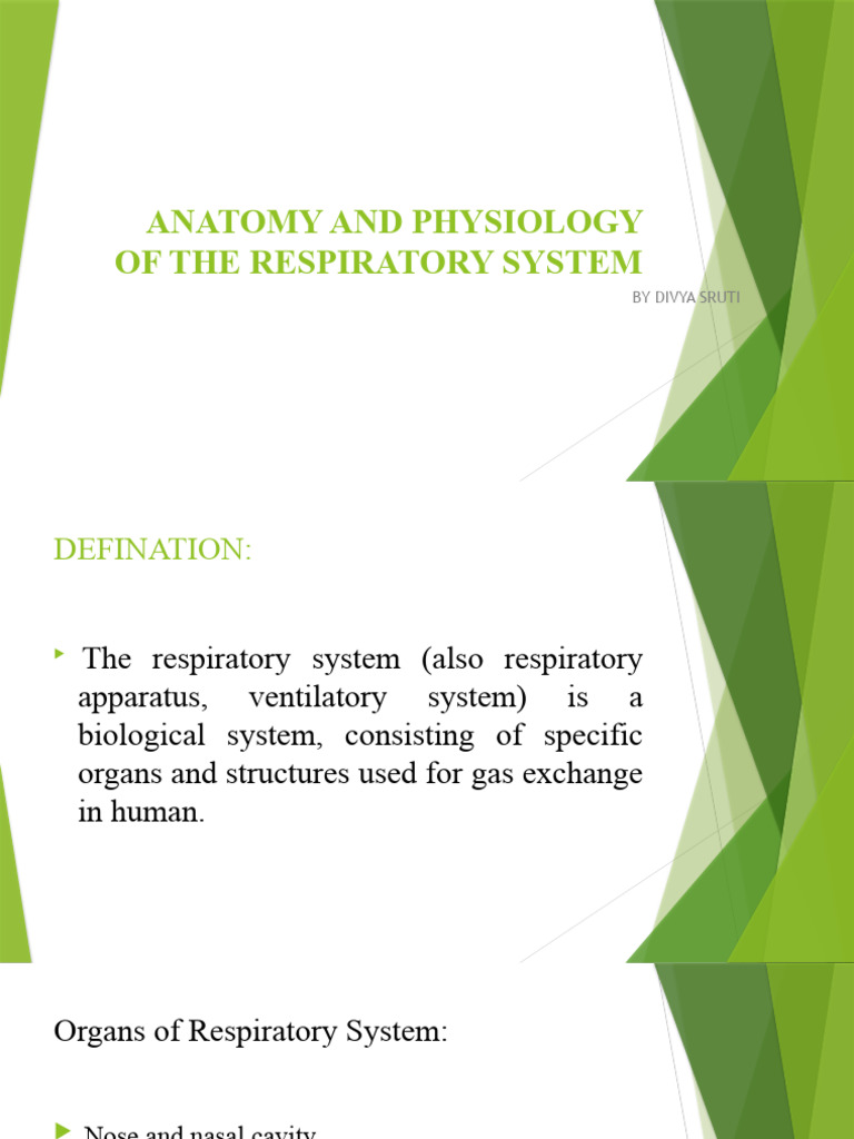 Anatomy And Physiology Of The Respiratory System Pdf Lung