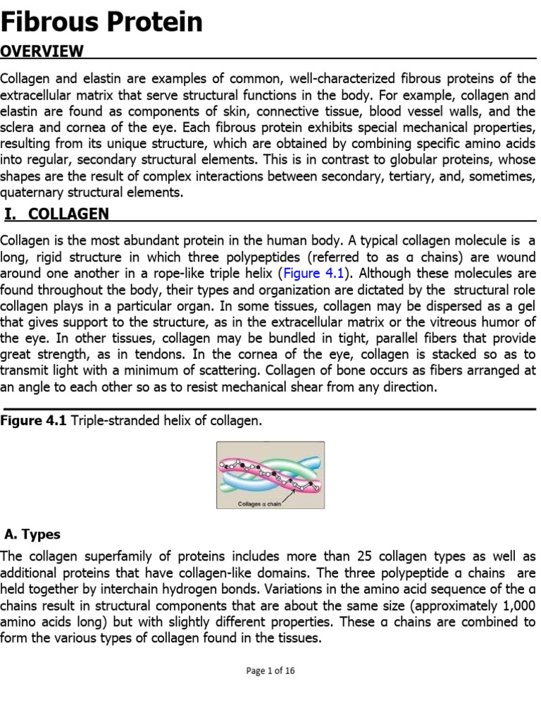 Fibrous Protein | PDF | Collagen | Proline