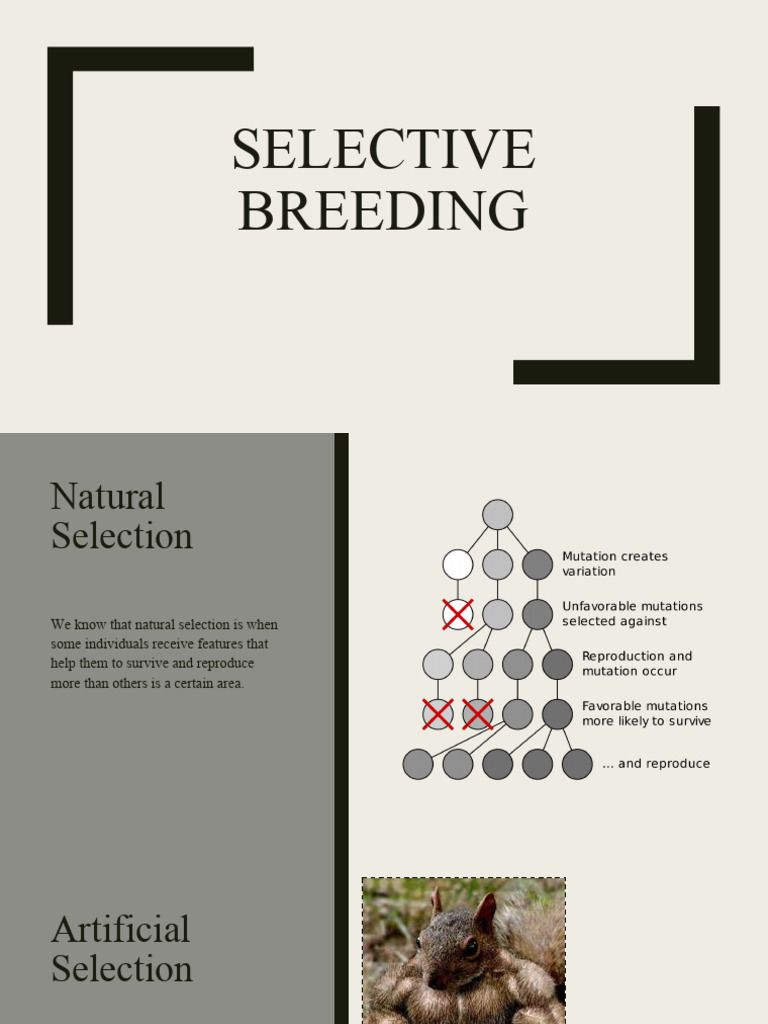 Selective Breeding | PDF