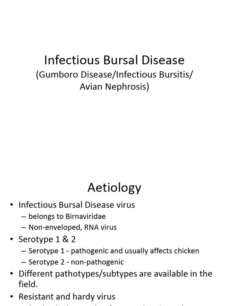Infectious Bursal Disease in Chickens | PDF | Medical Specialties ...