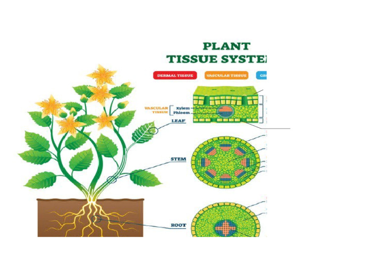 2.6.7 Plant Tissue Structure | PDF