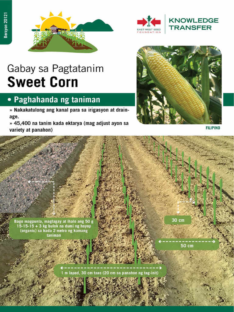 Sweet Corn | PDF