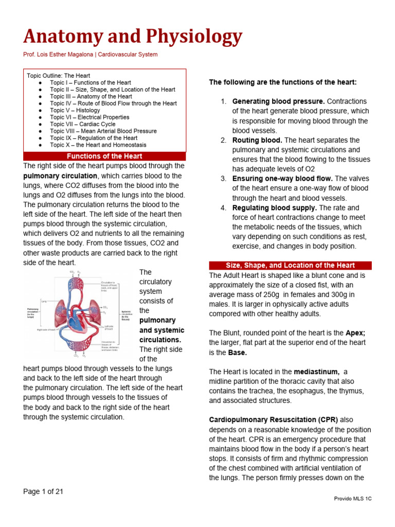 Anaphy (Chapter 20 The Heart) | PDF | Heart Valve | Coronary Circulation