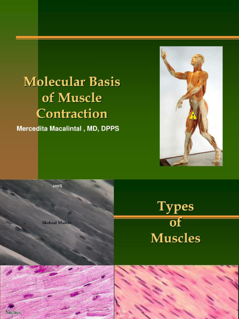 Skeletal Muscle | PDF