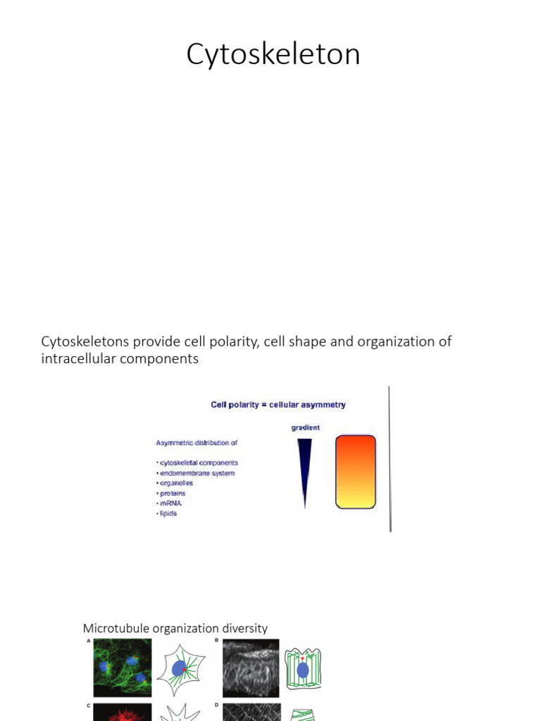 Microtubule Cytoskeleton Overview | PDF | Microtubule | Cytoskeleton