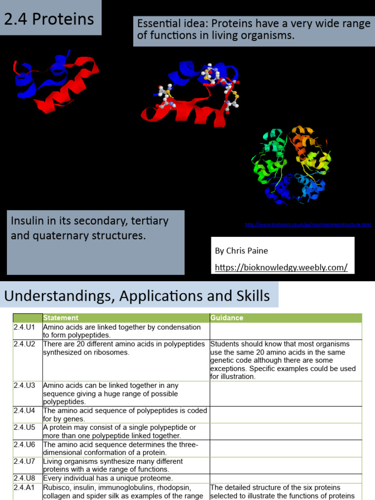 2.4 Proteins Ib Biology Presentation | PDF | Protein Structure | Proteins 2.4 Proteins Ib Biology Presentation | PDF | Protein Structure | Proteins