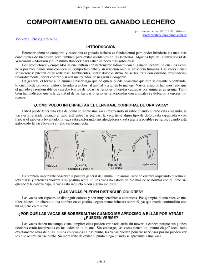 20-Comportamiento Ganado Lechero | PDF | Vacas