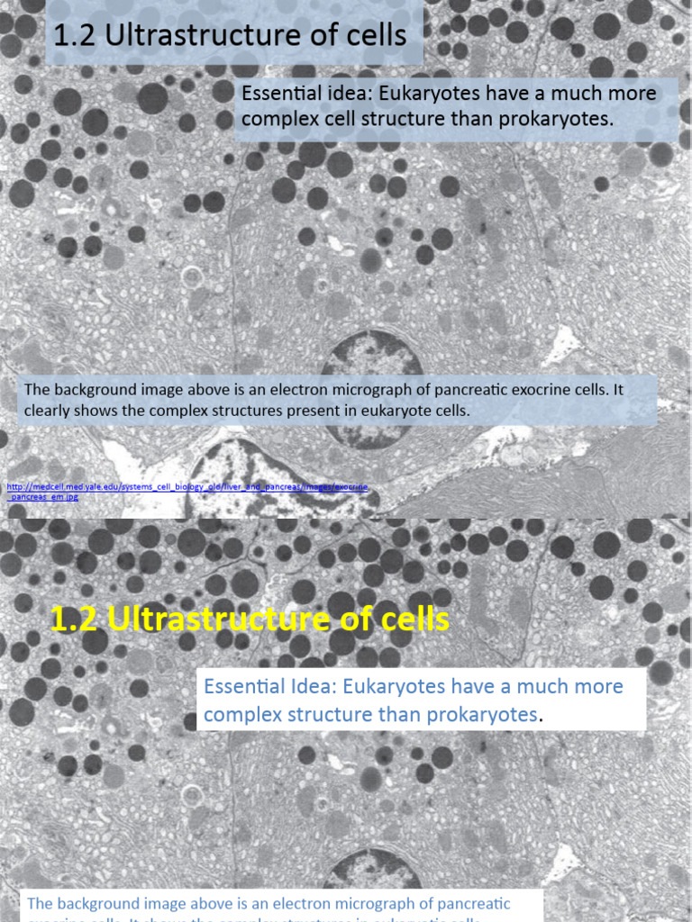 Cell Ultrastructure Explained | PDF | Cell (Biology) | Endoplasmic ...