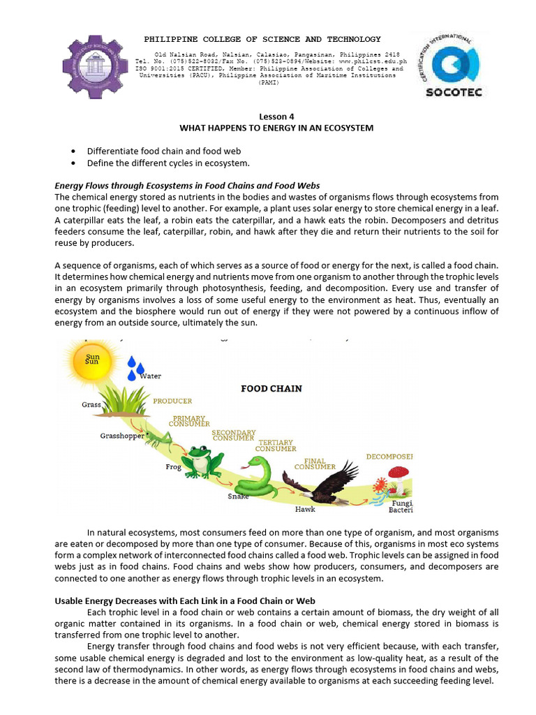 Module2 Lesson4 | PDF | Food Web | Ecosystem