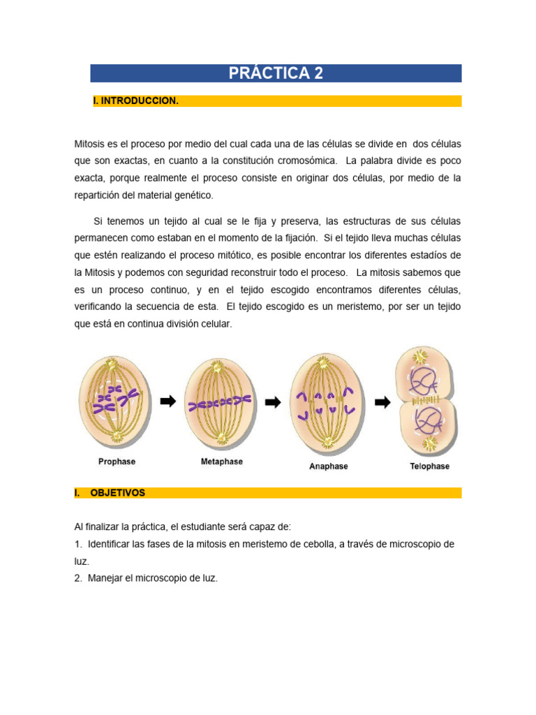 Mitosis | PDF