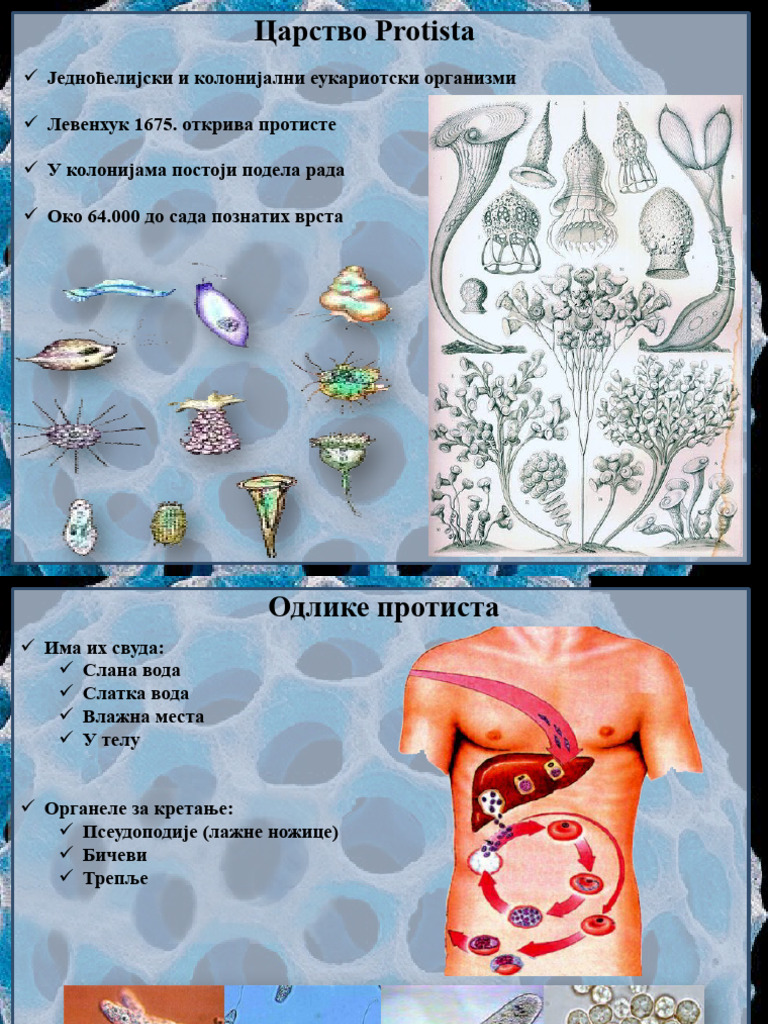 Protisti | PDF