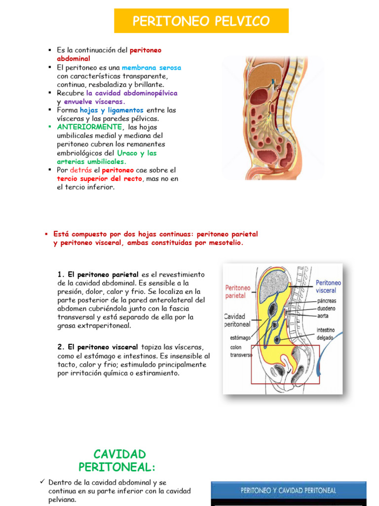 Anatomía del Peritoneo Pélvico | PDF | Abdomen | Peritoneo