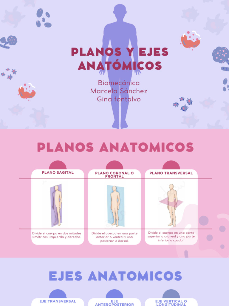 1.planos y Ejes Anatomicos | PDF