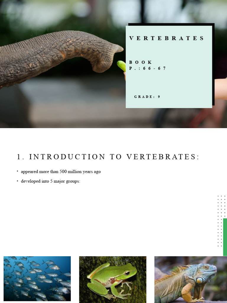 Introduction To Vertebrates | PDF