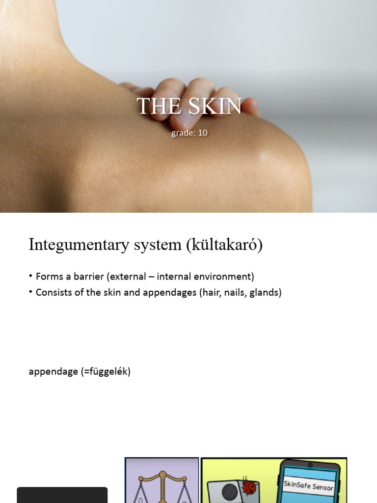 The Skin | PDF | Science & Mathematics