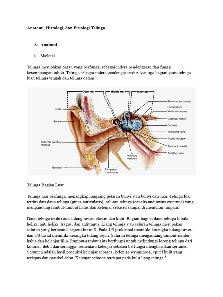 Histologi Telinga: Struktur dan Fungsi | PDF