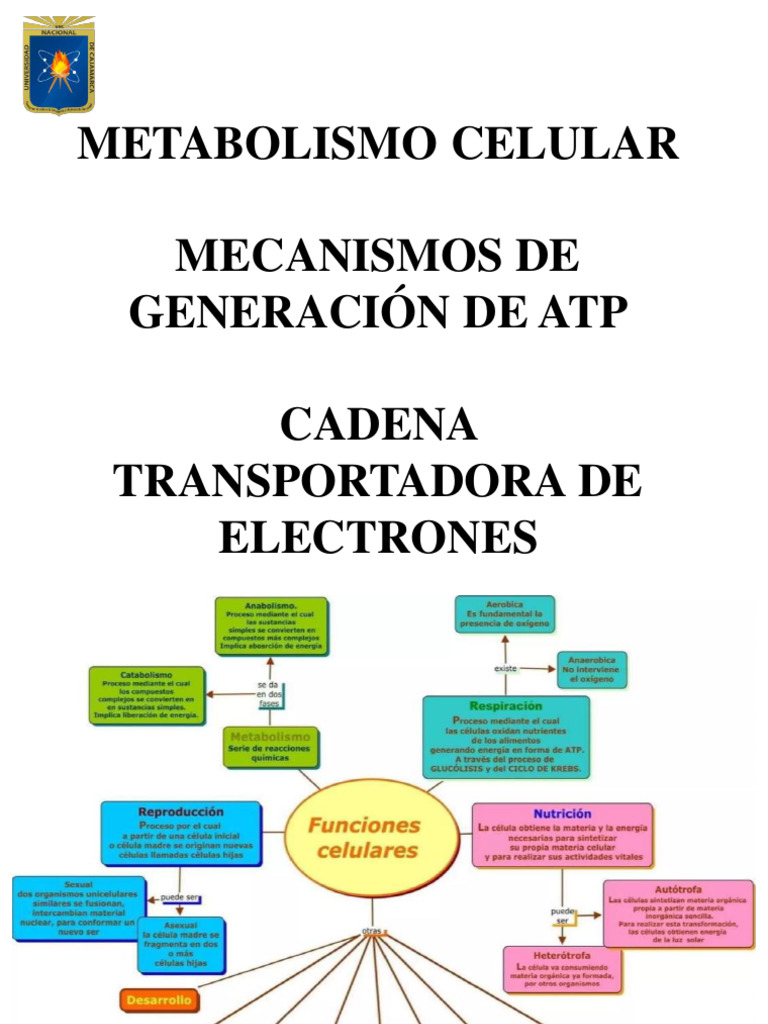 Obtener Archivo Recurso | PDF | Cadena de transporte de electrones | Trifosfato de adenosina
