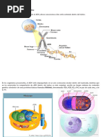 niveles de compactacion del adn | PDF | Cromatina | Cromosoma