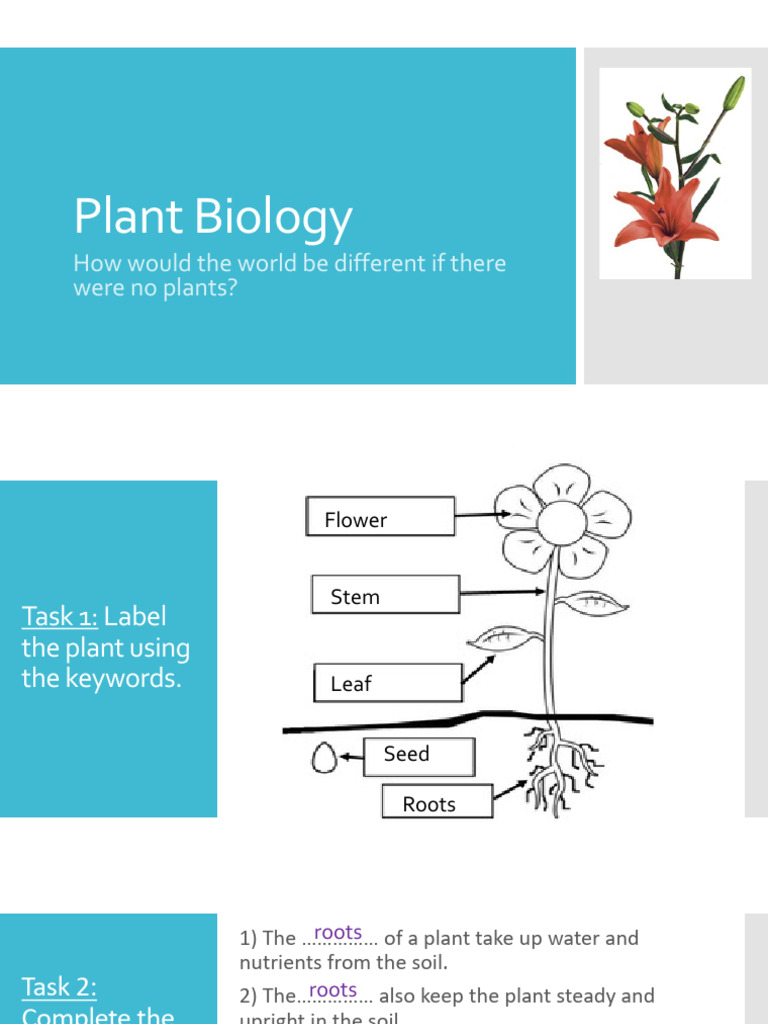 Plant Biology Flower Dissection | Download Free PDF | Flowers | Plants