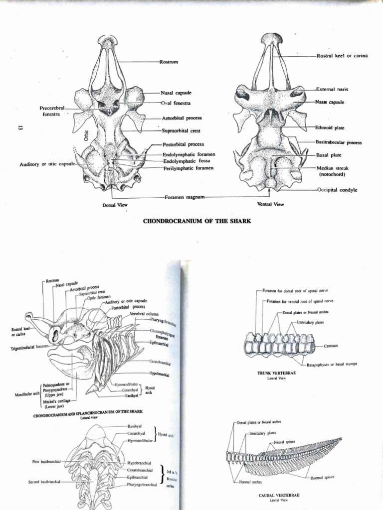 Compana Lab Atlas | PDF