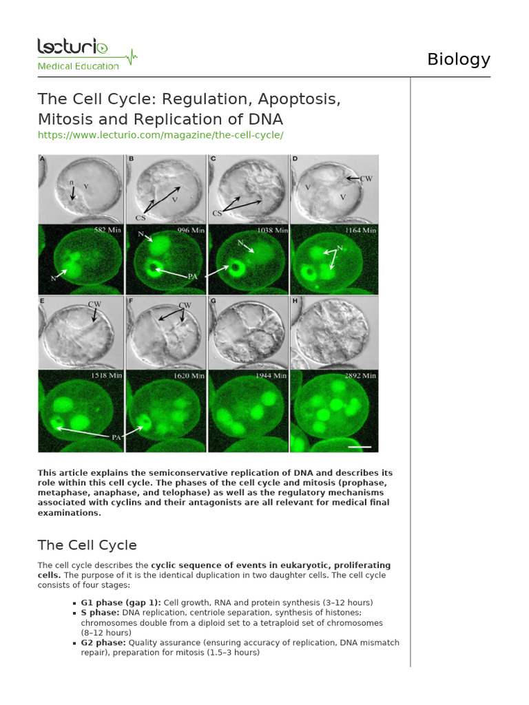 The Cell Cycle - Regulation, Apoptosis, Mitosis and Replication of DNA ...
