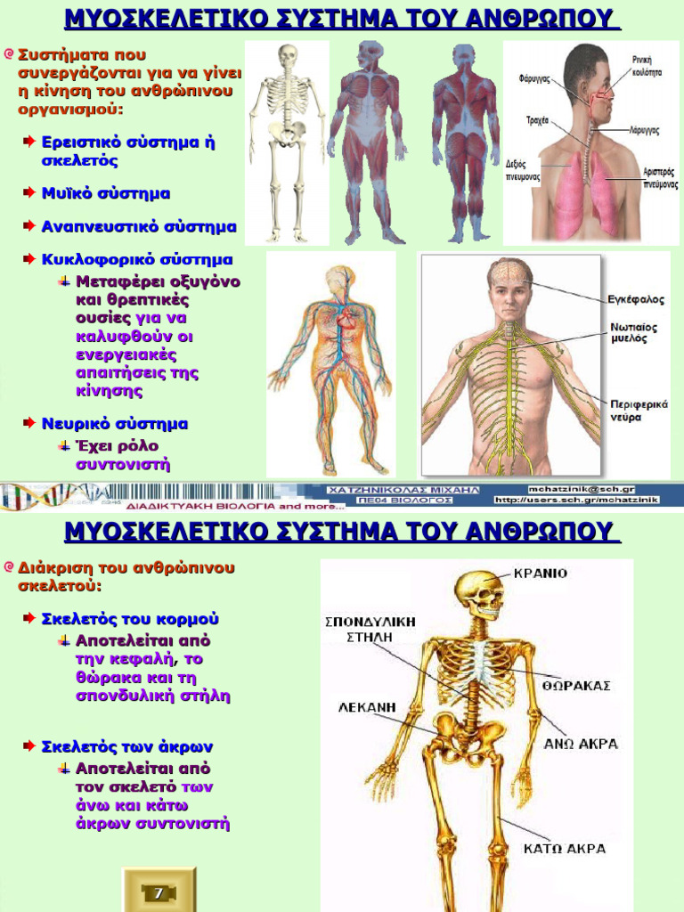 Mioskeletiko Sistima Tou Anthropou Enotita A | PDF