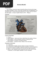 Structure of Human Heart | PDF