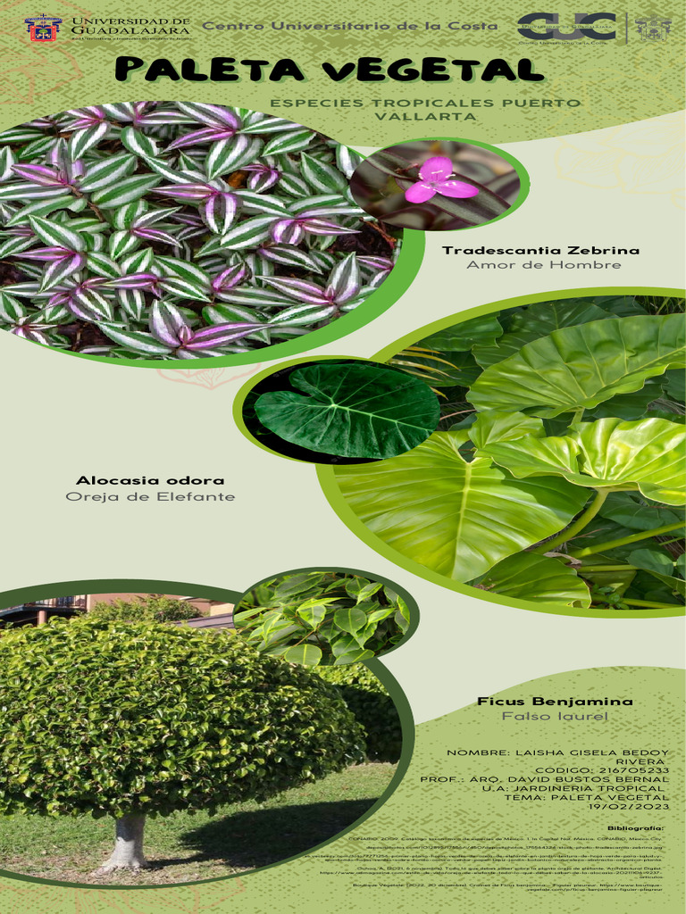 Paleta Vegetal | PDF | Plantas