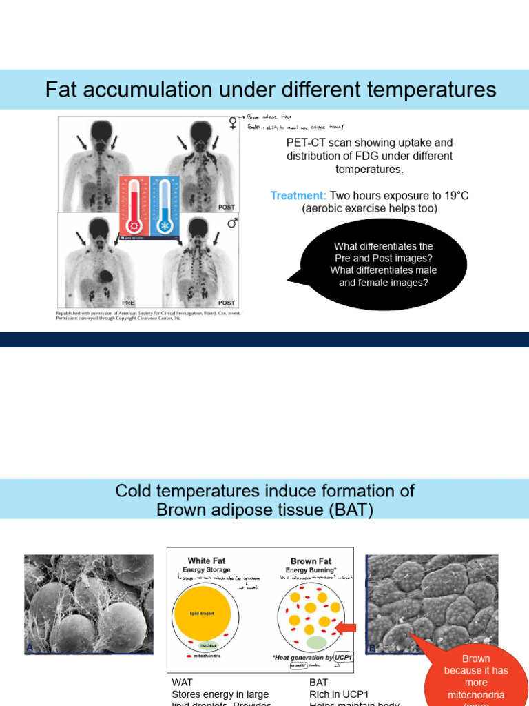 ATP+synthesis Notes | PDF | Adenosine Triphosphate | Mitochondrion