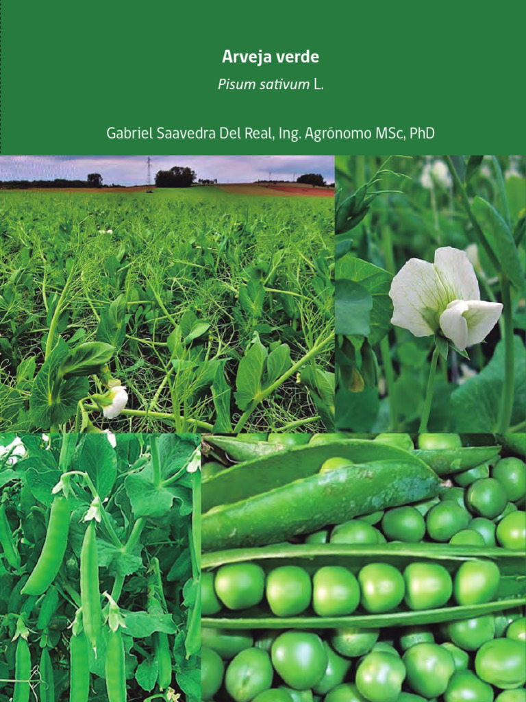 Arveja Verde | Descargar gratis PDF | Hoja | Siembra