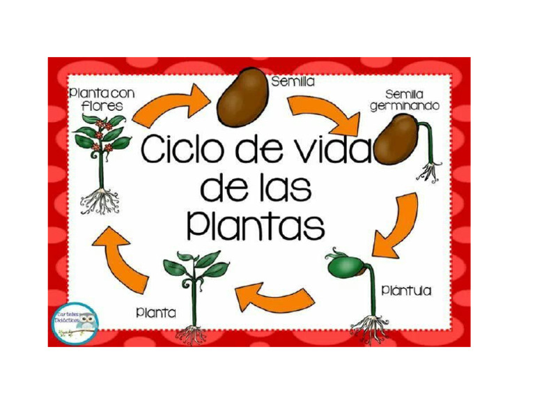 Ciclo de Las Plantas | PDF