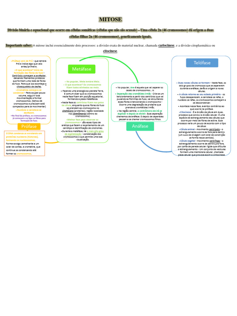 Mitose Esquema Conceitual Pdf Mitose Meiose