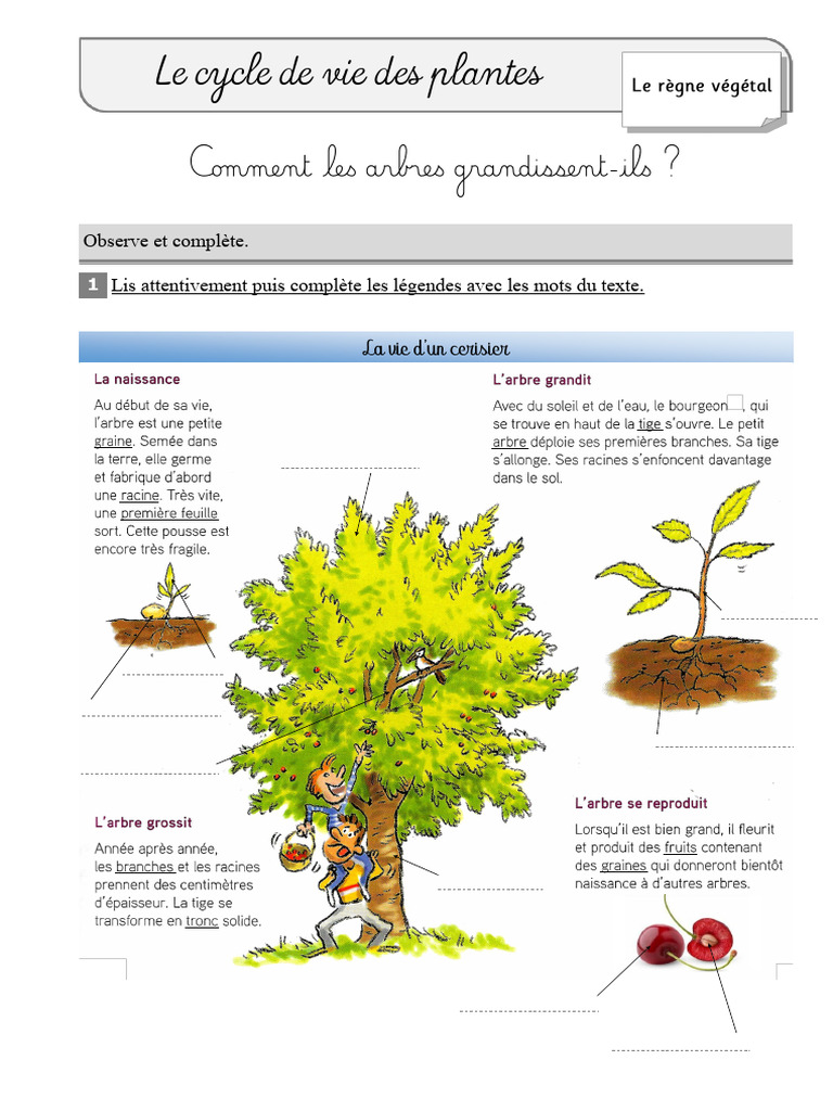 Cycle-Vie Vegetaux Fiche-Eleves | PDF