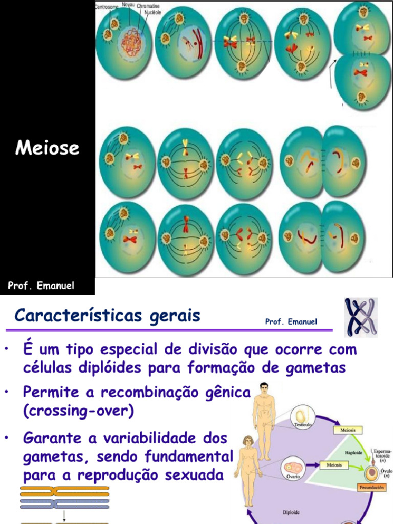 Meiose | PDF