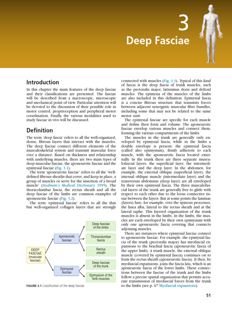 Functional Atlas of The Human Fascial System - 3 Deep Fasciae | PDF ...