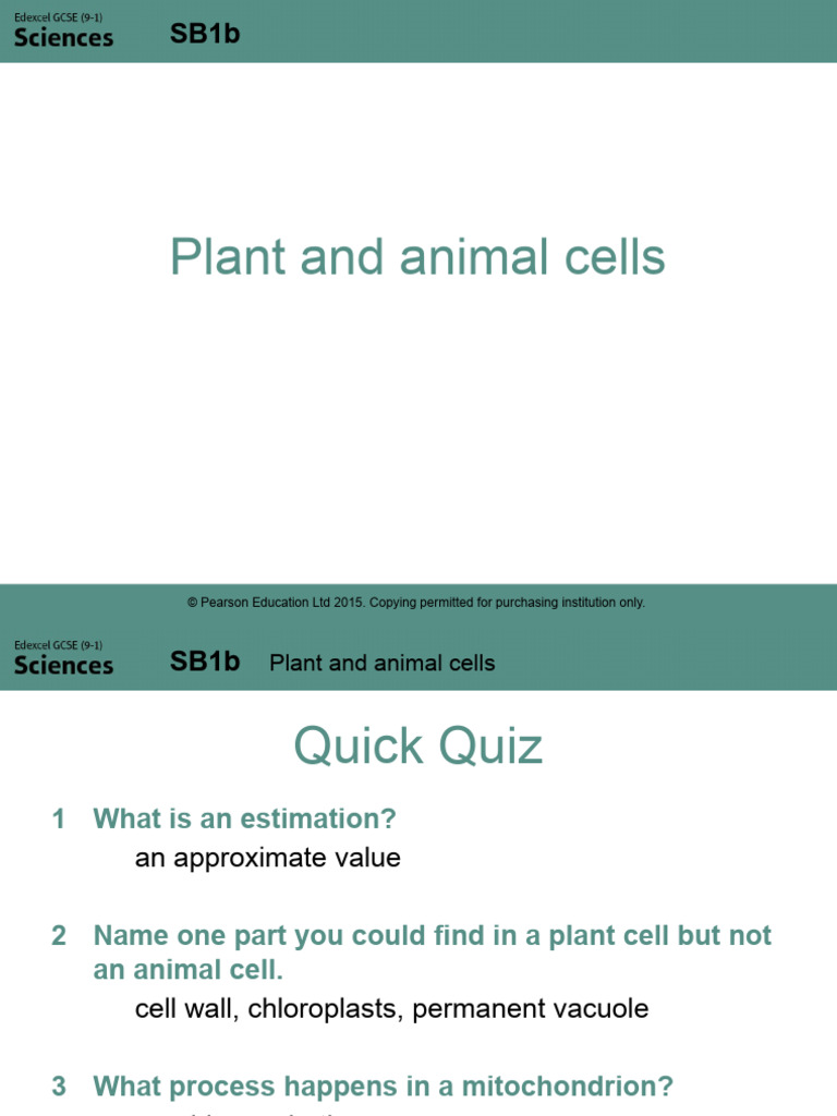 Plant and Animal Cells Quick Quiz | PDF | Self-Improvement | Wellness